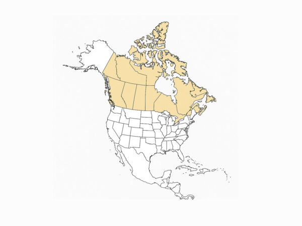 Canada – Links Wild Safaris