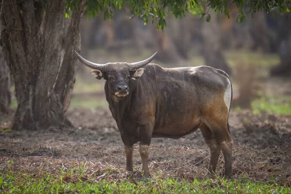 Banteng – Links Wild Safaris