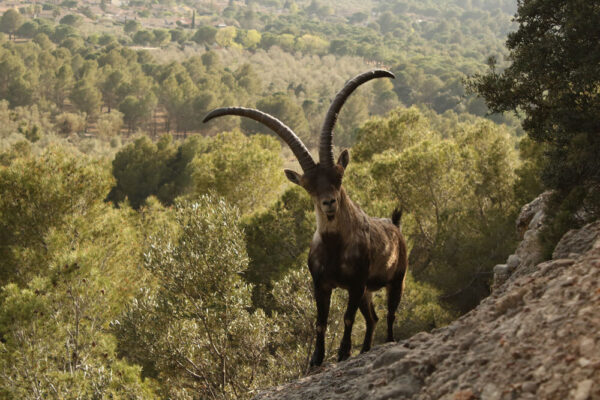 Beceite Ibex – Links Wild Safaris