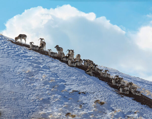 Marco Polo Argali – Links Wild Safaris