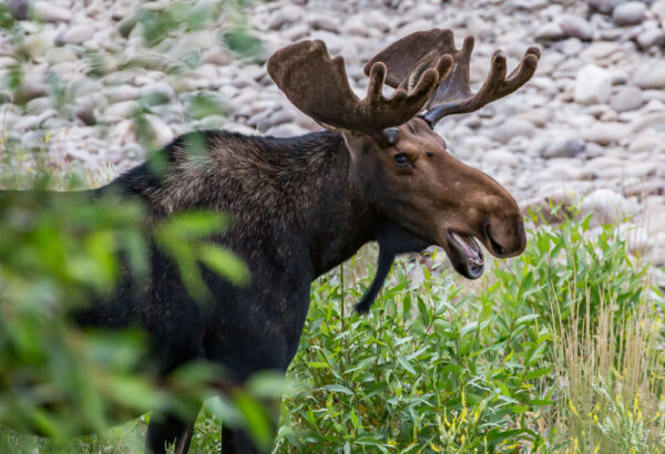 Siberian Moose – Links Wild Safaris