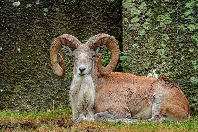 Urial Sheep – Links Wild Safaris