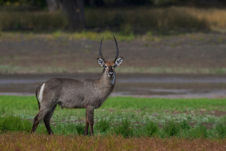 Waterbuck – Links Wild Safaris