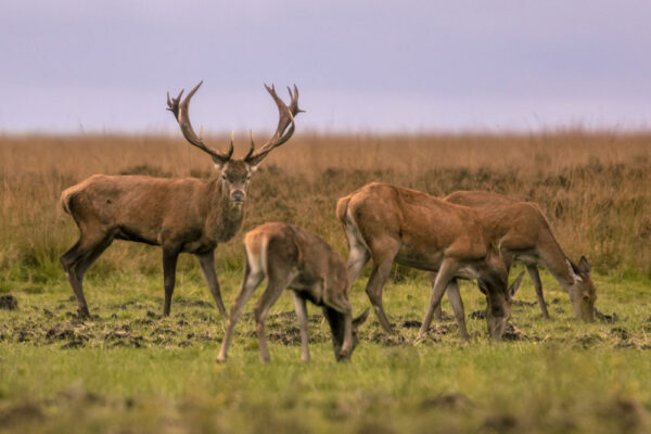 European Red Stag – Links Wild Safaris