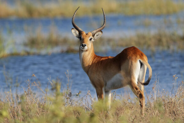 Lechwe/Kob/Puku – Links Wild Safaris