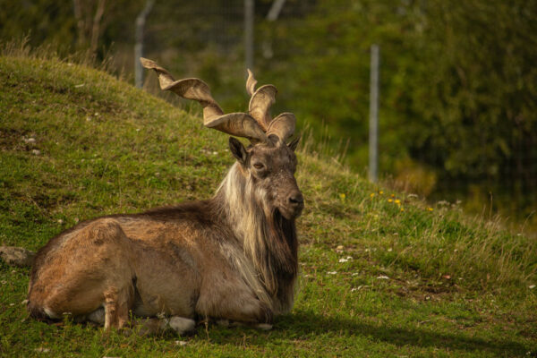 Markhor – Links Wild Safaris