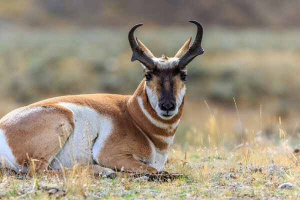 Pronghorn – Links Wild Safaris
