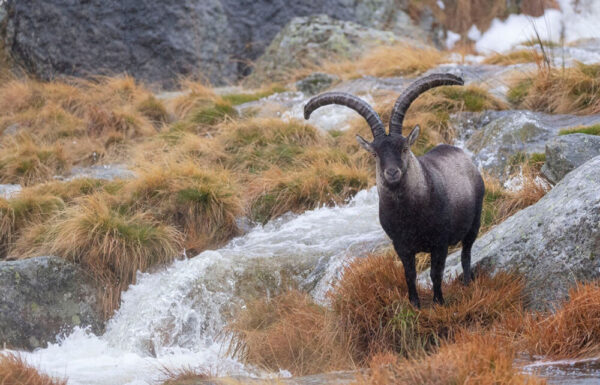 Southeastern Ibex – Links Wild Safaris